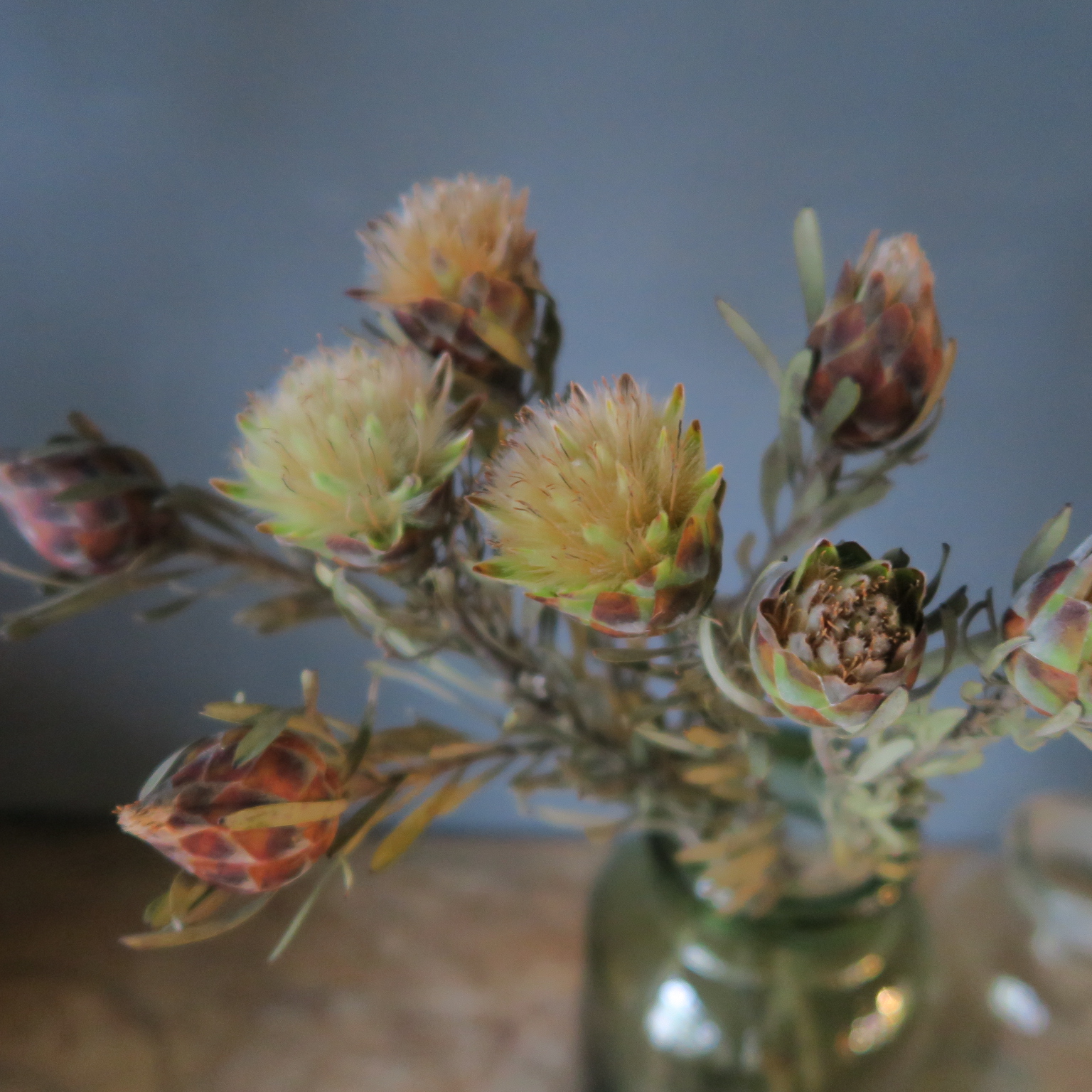 リューカデンドロン•プルモサム – LUFF