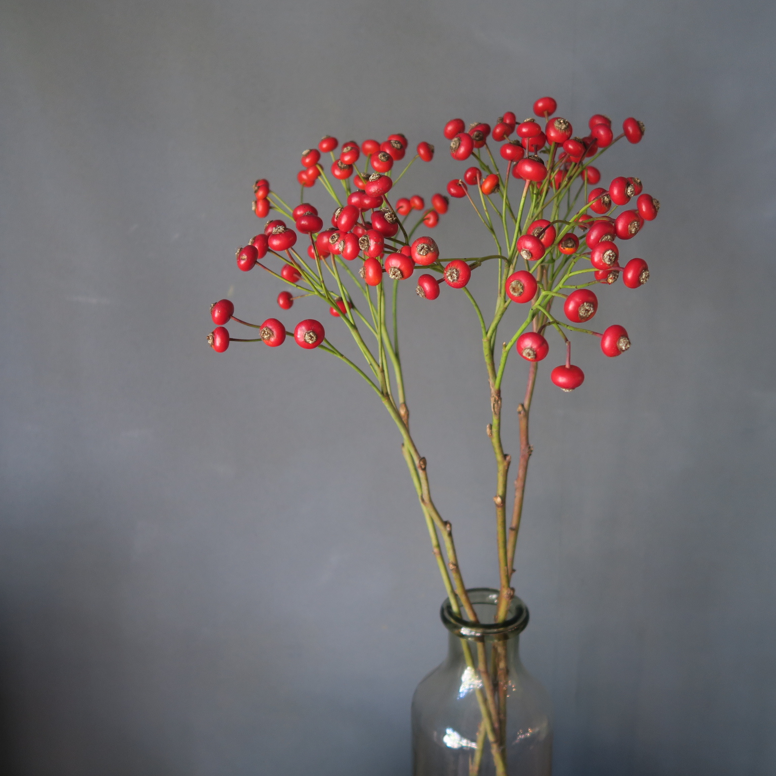 バラの実 – LUFF