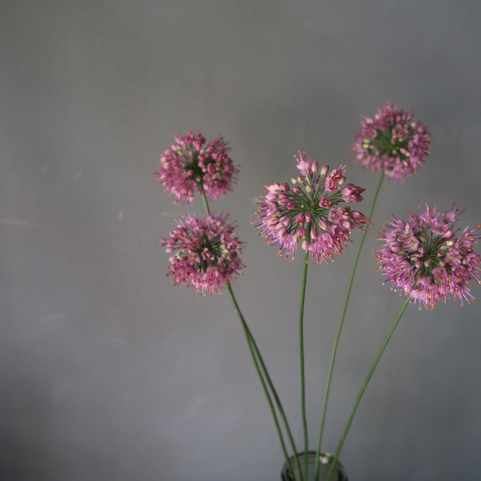 アリウム•オータムヴィオレ – LUFF