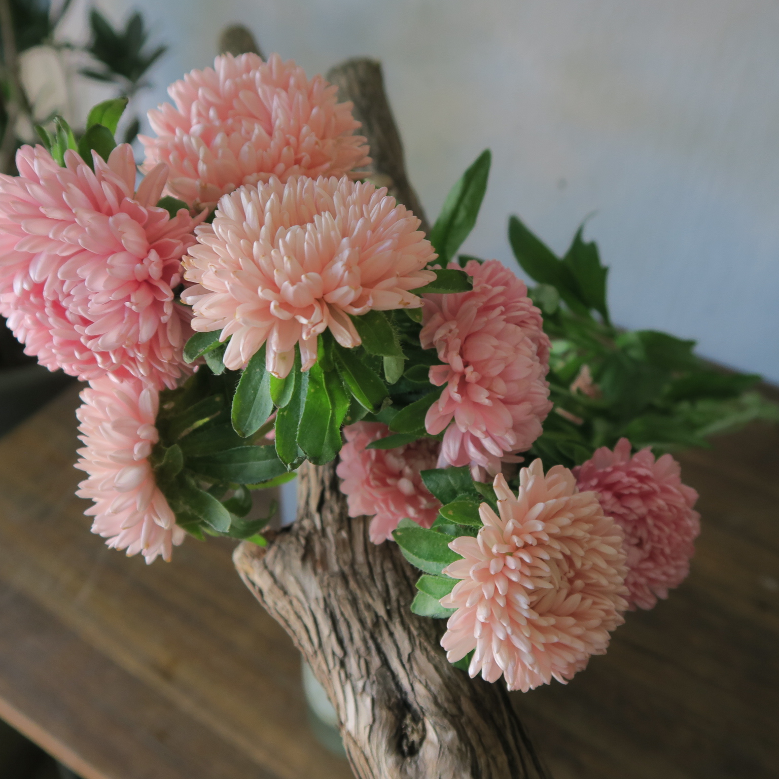 アスター•マッシュサーモン – LUFF