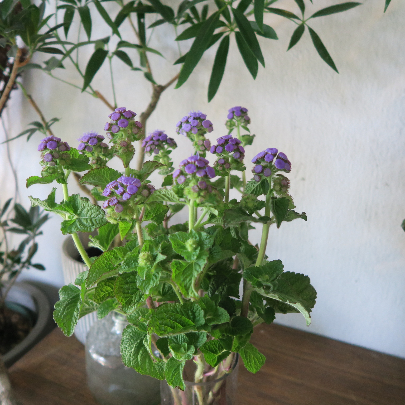 アゲラタム – LUFF