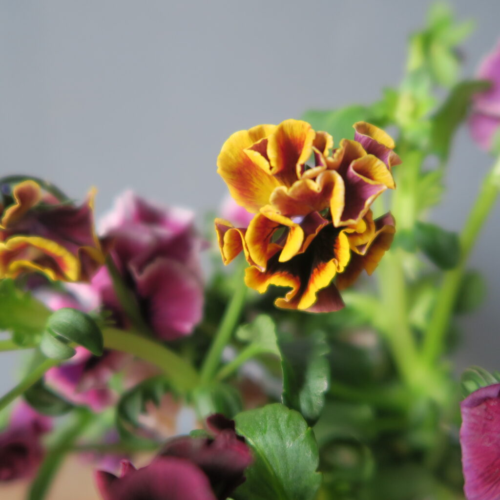 パンジー – LUFF