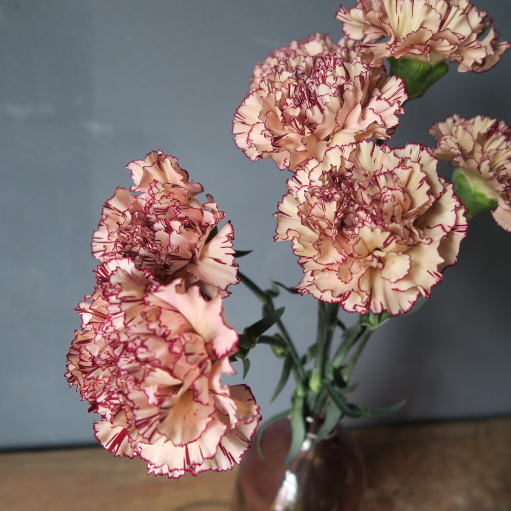 カーネーション•セレヴィーヌ – LUFF