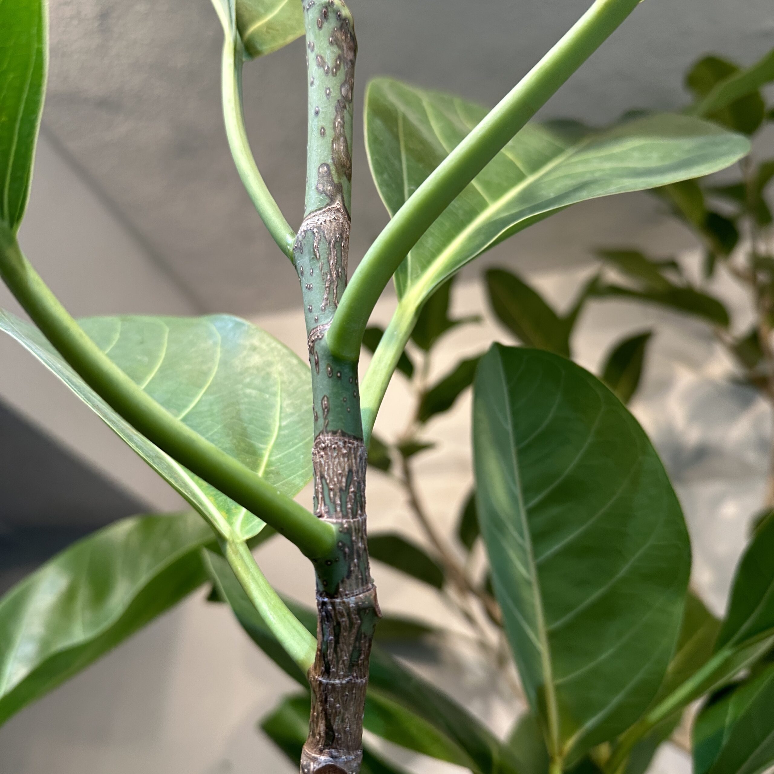 img_1645.jpg – LUFF