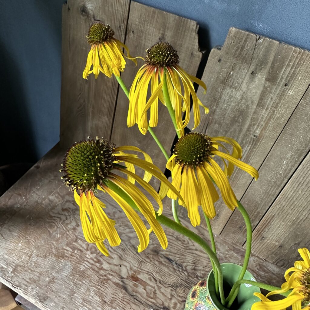 エキナセア パラドクサ – LUFF